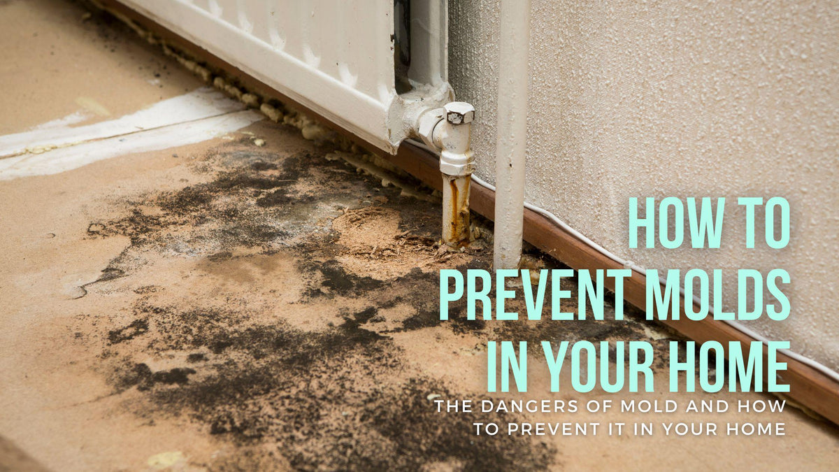 What are the dangers of mold and how to prevent it in your home? – CLEVAST